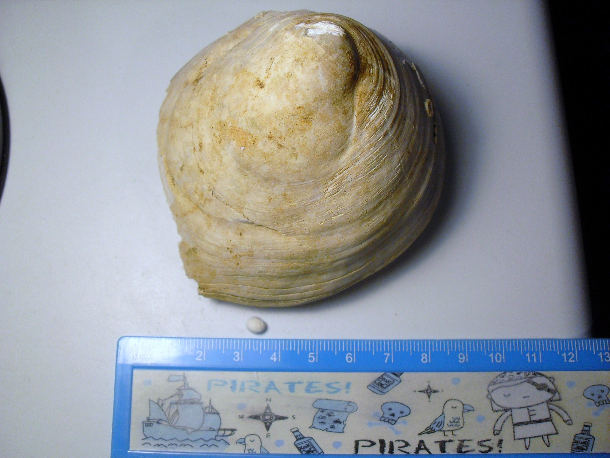 Velates petite et grande (Gastéropode) - Le blog de floours 59