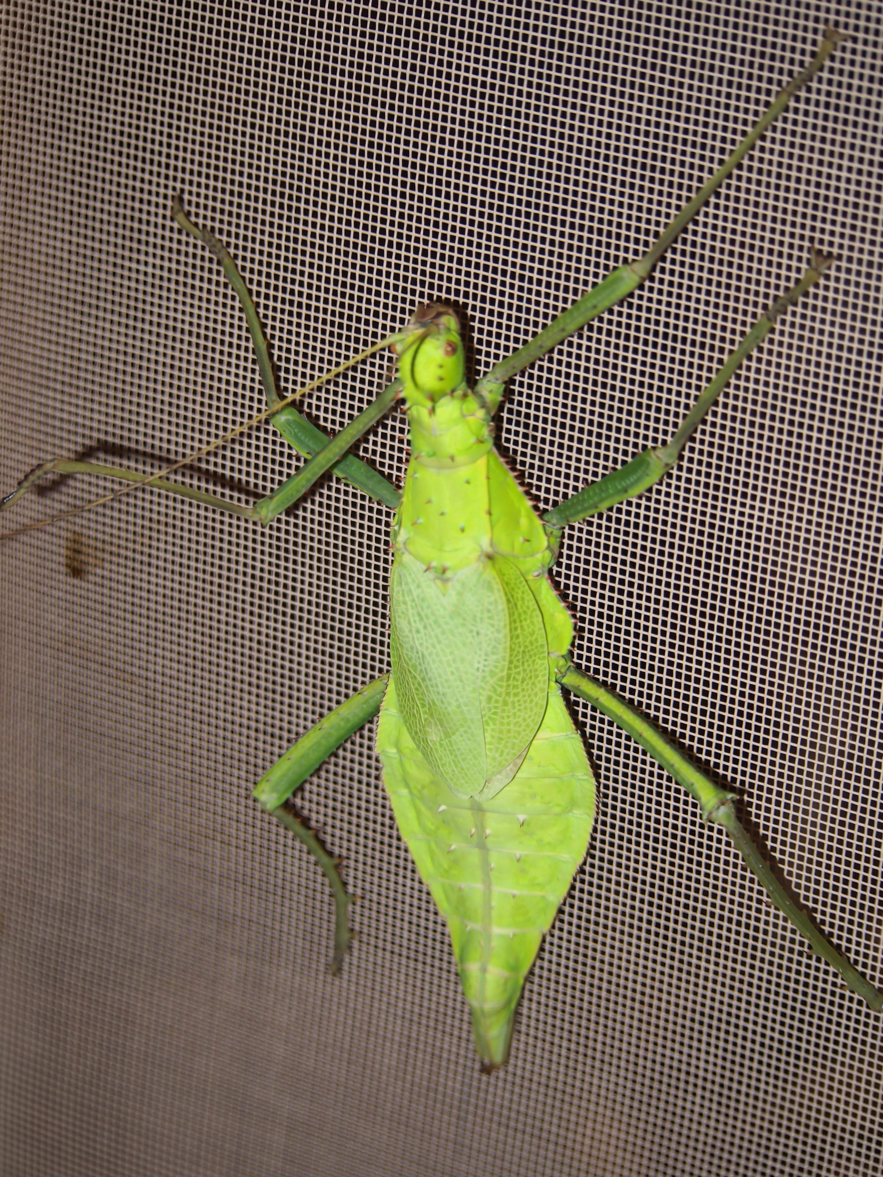 Heteropteryx dilatata