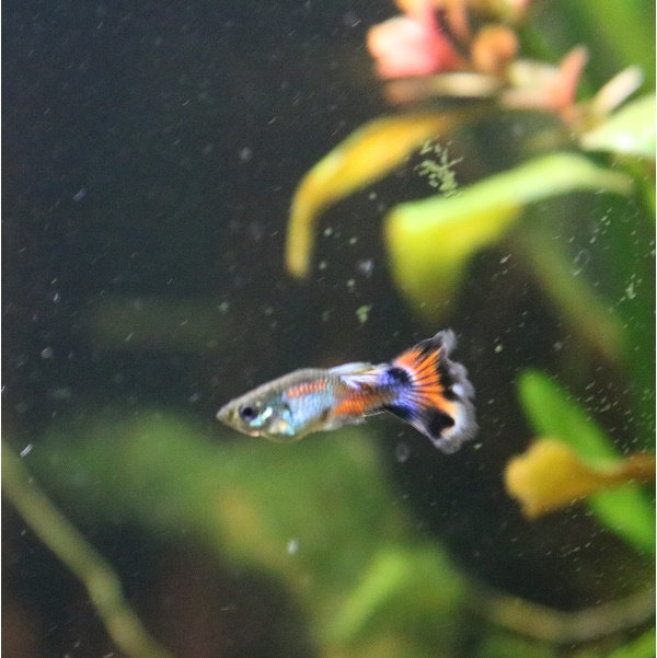 aquarium carré et très profond