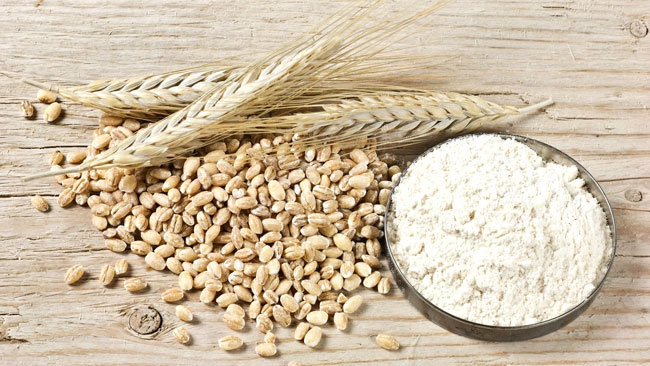 ZAMMITA OU ZAMITA. GRAINES DE POIS CHICHE.