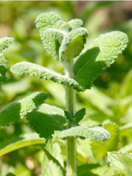 MENTHE RONDE...............TIMIJJA