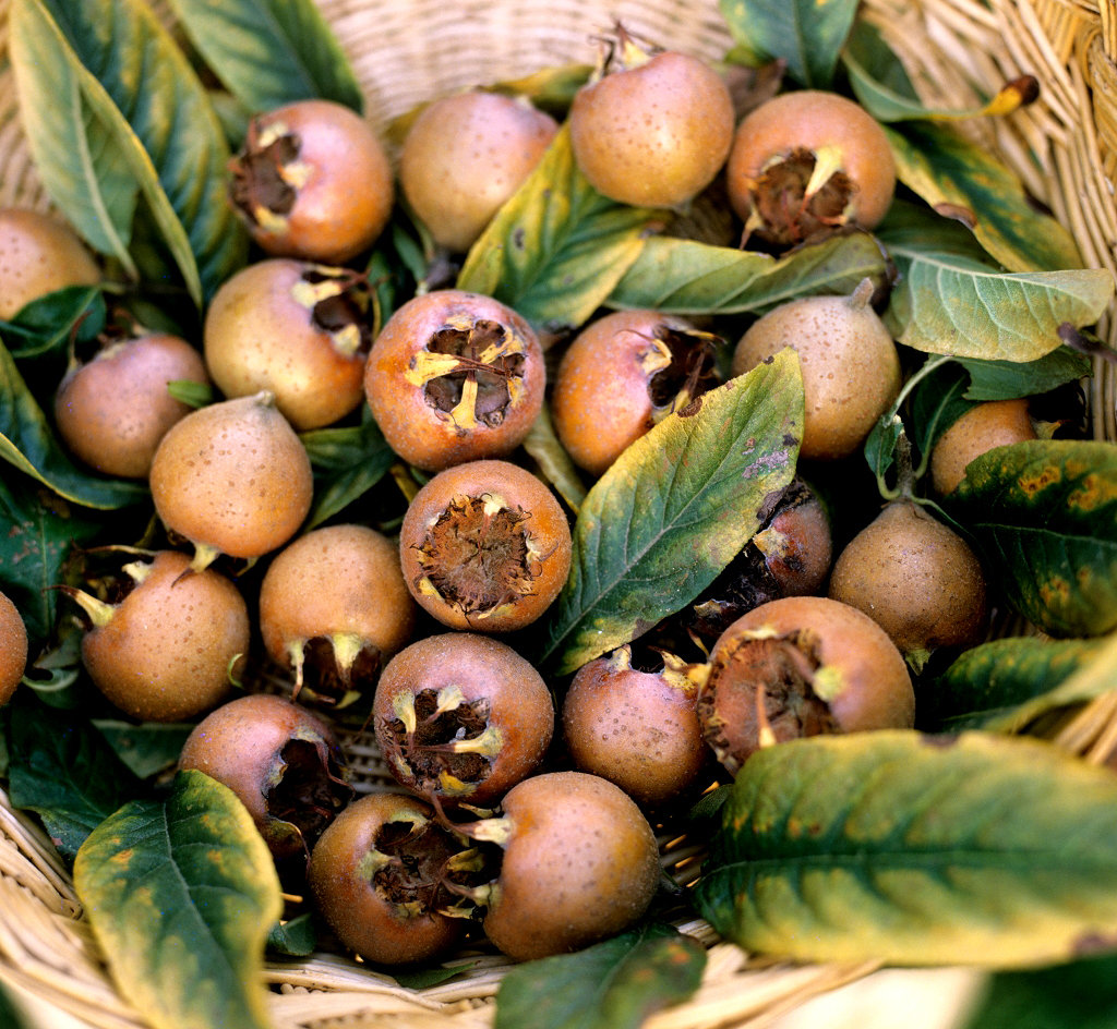 NÉFLIER..........................L'MZAH