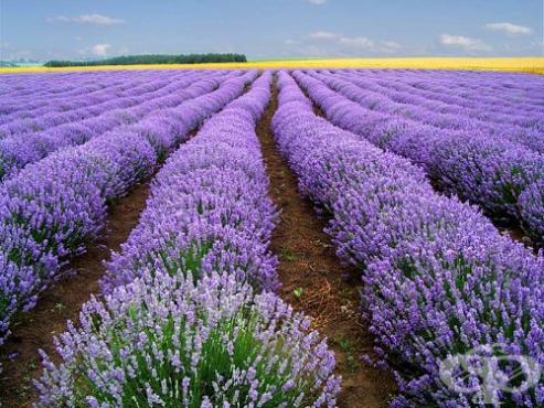 LAVANDE.........................KHZAMA