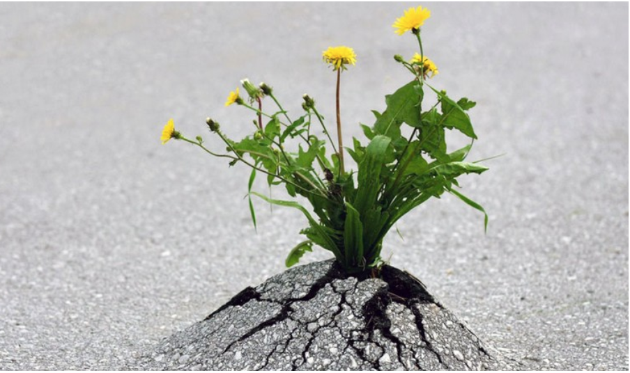 CASSE PIERRES..............HERRASSE L'AHGERE