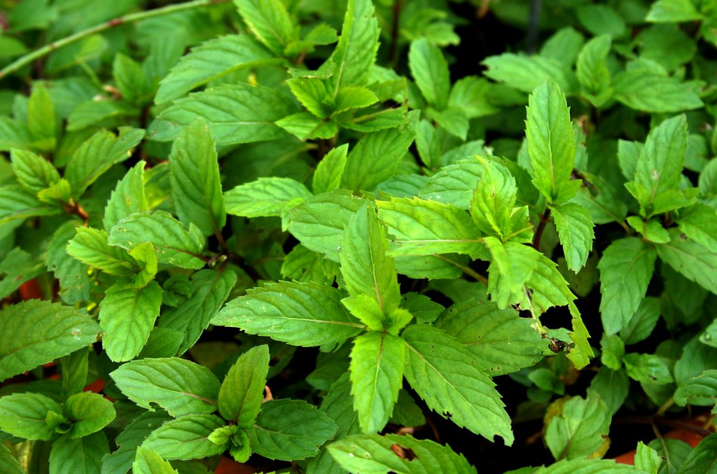 La variété Nahnah : la menthe du thé marocain.