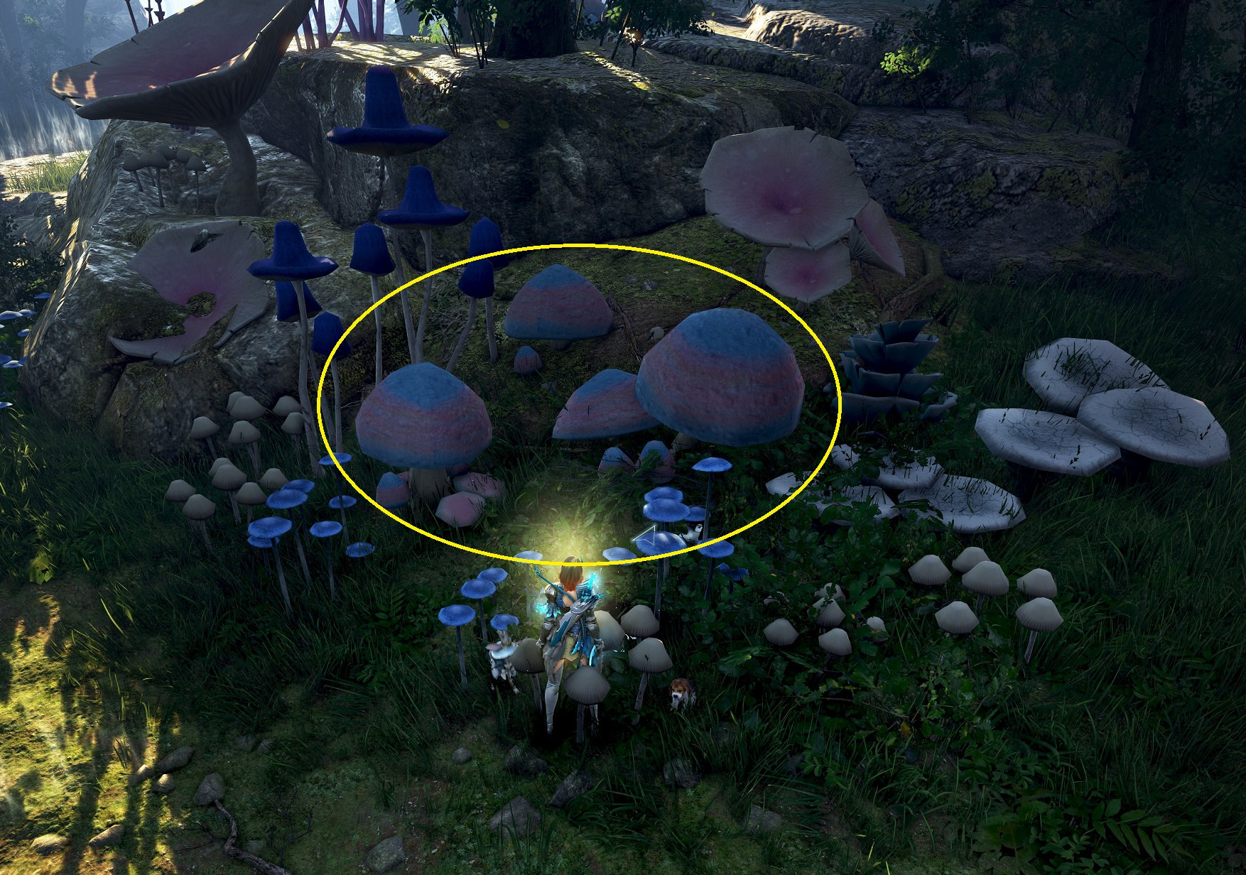 Rainbow Button Mushroom - BDO Codex