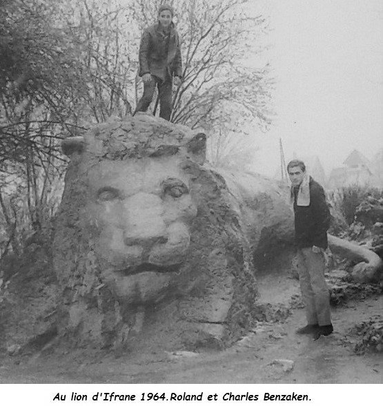 LE LION D'IFRANE DE MON ENFANCE.