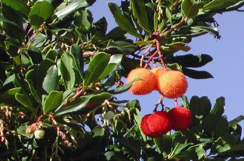 ARBOUSE. LE FRUIT.