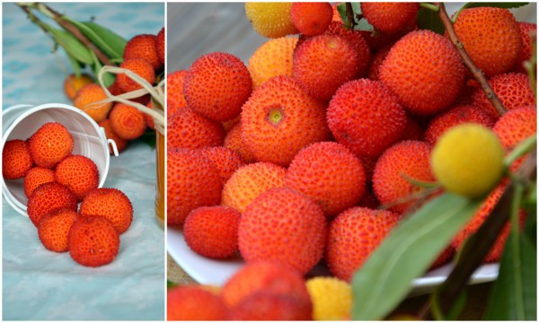 ARBOUSE. LE FRUIT.