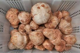 LES TRUFFES DU MAROC.