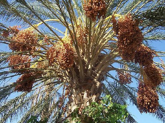 LE PALMIER DATTIER.