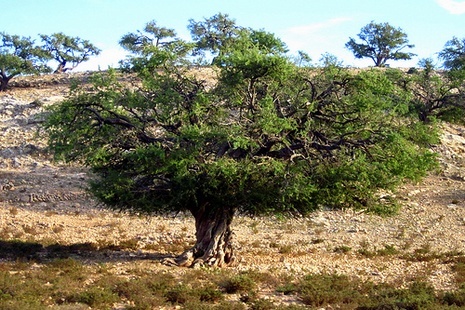 UN ARGANIER REMARQUABLE AU MAROC.